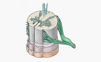 DRG Stimulation Superior to Spinal Cord Stimulation for Lower Extremity ...