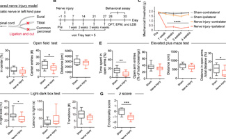 A method to turn human stem cells into cartilage cells showed promise ...